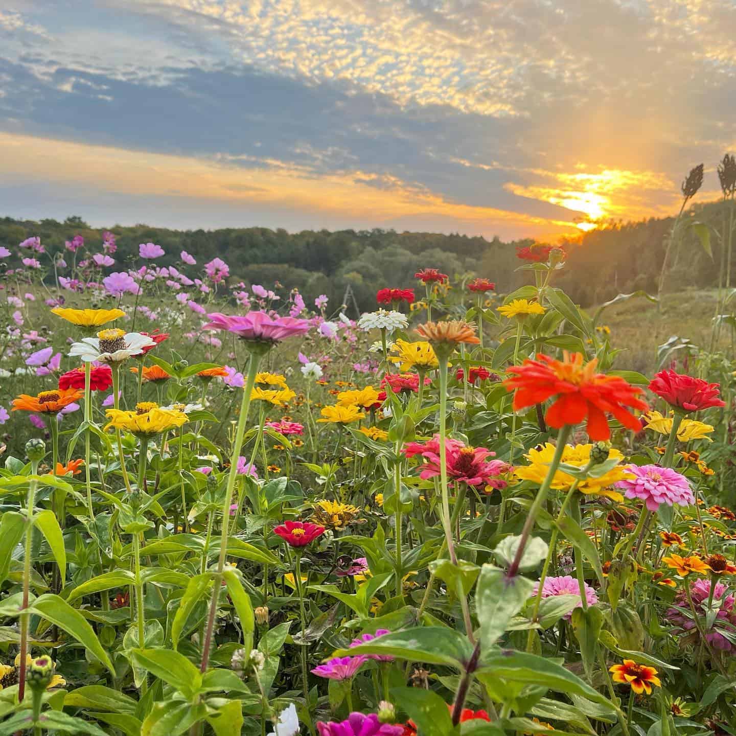 18 of The Best and Prettiest Flower Fields Near Toronto [2026 ]