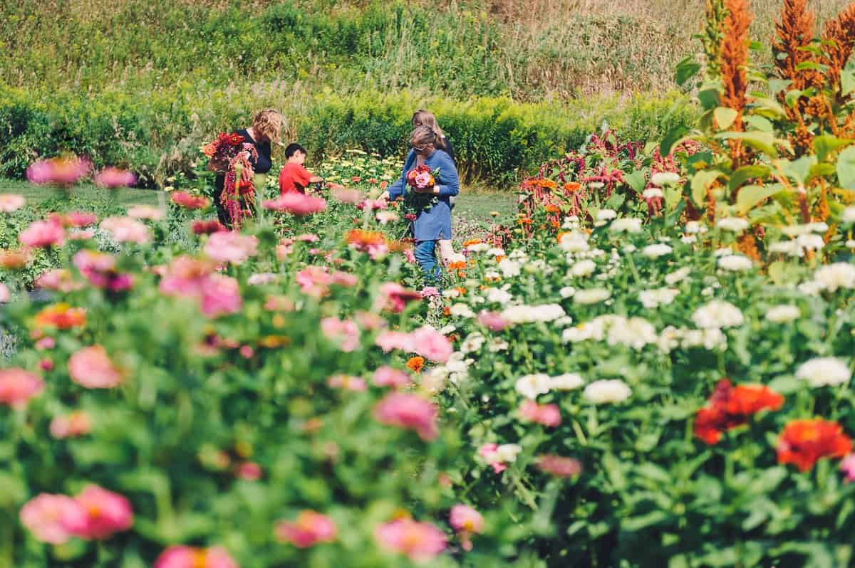 18 of The Best and Prettiest Flower Fields Near Toronto [2026 ]