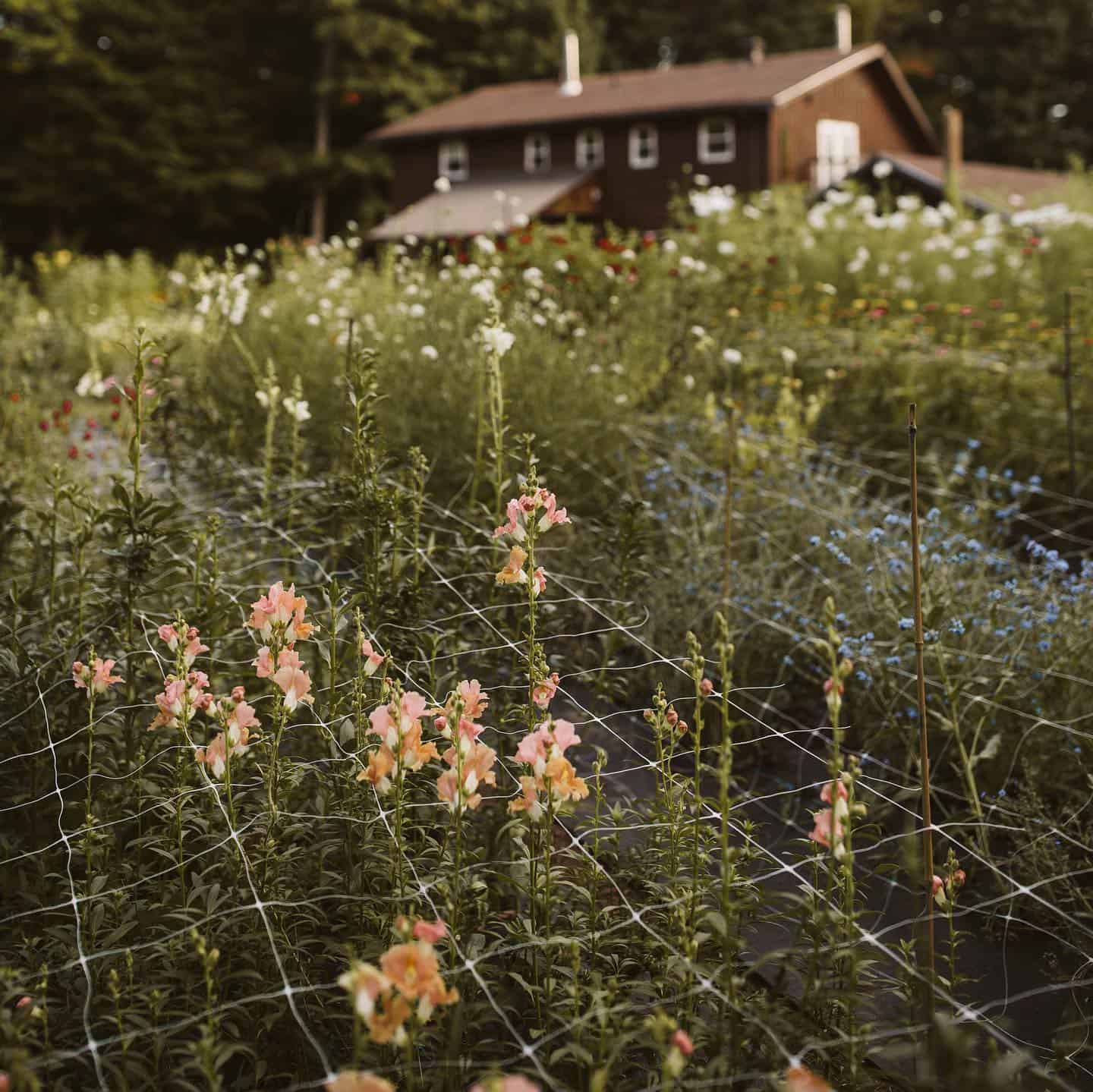 18 of The Best and Prettiest Flower Fields Near Toronto [2026 ]
