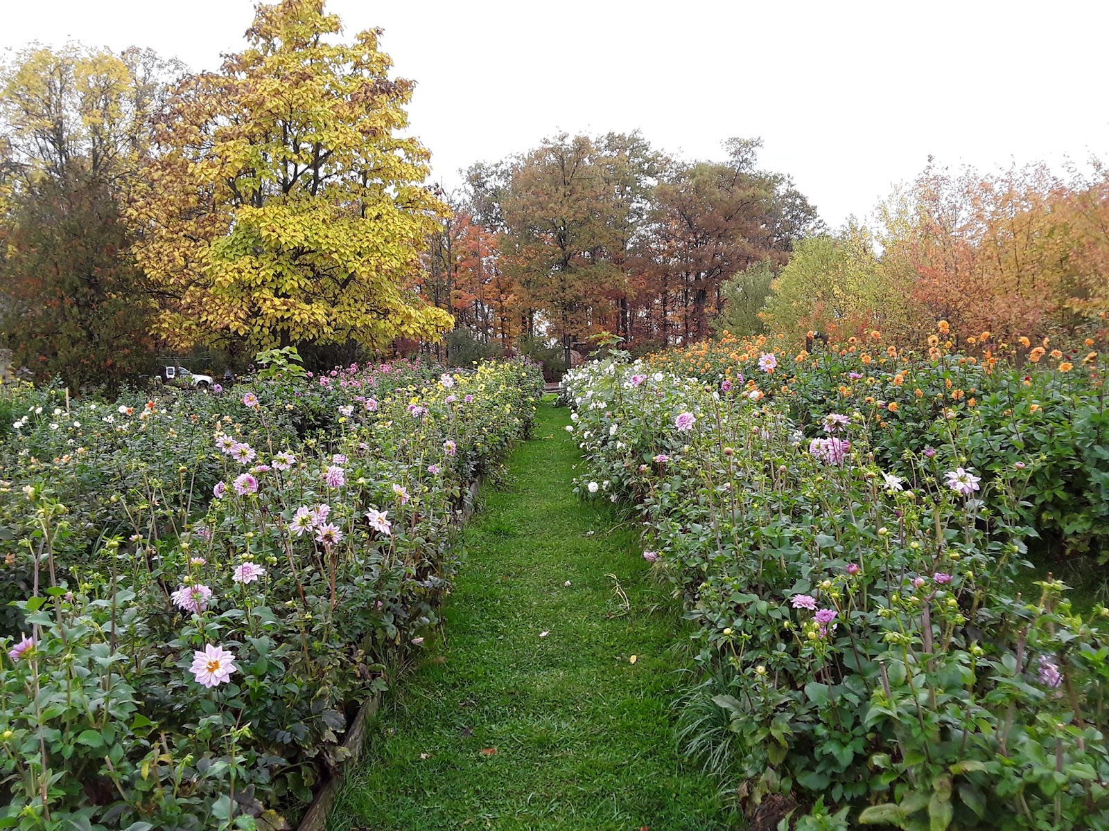 18 of The Best and Prettiest Flower Fields Near Toronto [2026 ]