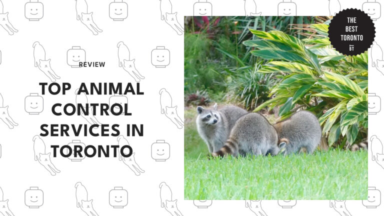 Top 5 Toronto Animal Control Services You Can Rely On [2026 ]