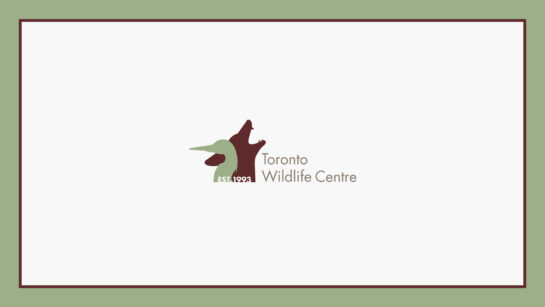 Top 5 Toronto Animal Control Services You Can Rely On [2026 ]